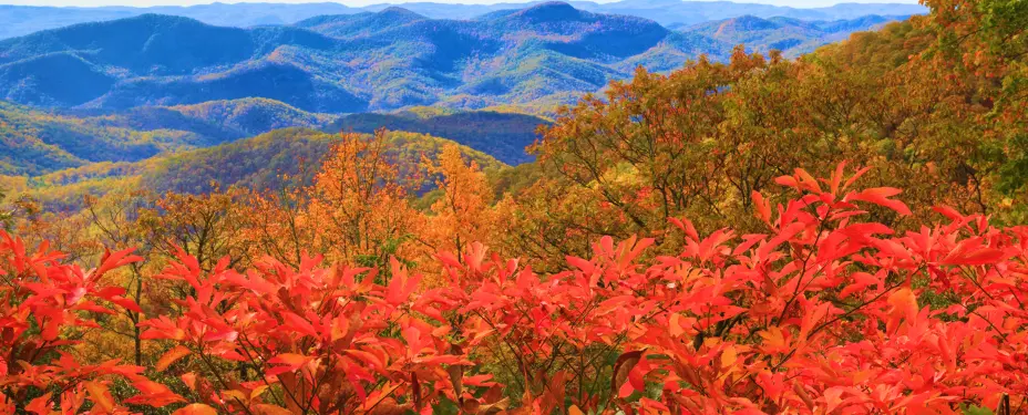 Sassafras Trees For Sale | PrivacyShrubs.com