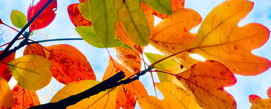 Sassafras Trees For Sale | PrivacyShrubs.com